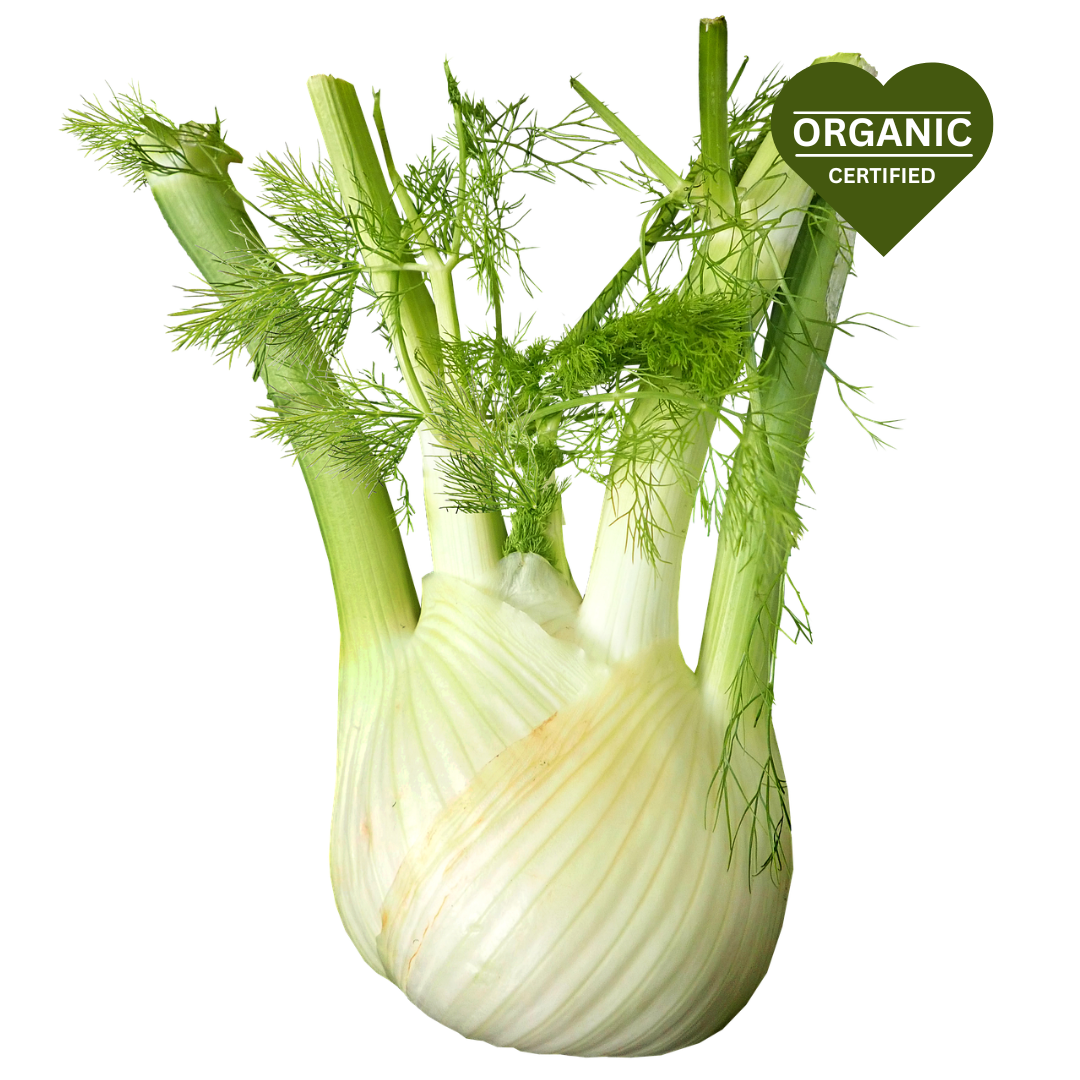 Fennel (each)