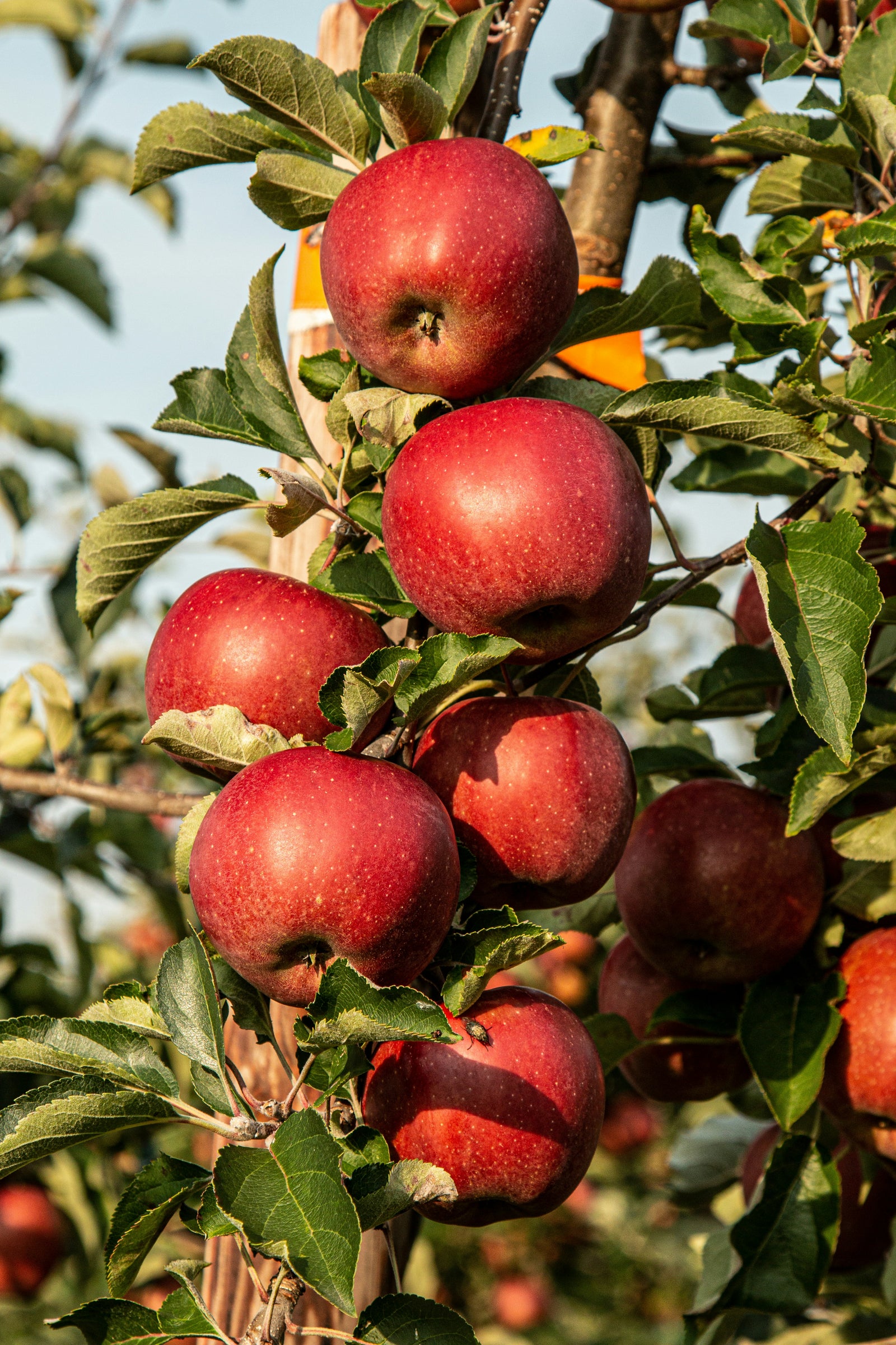 Organic Fruit & Vegetable Box | From Farmer To Your Door!