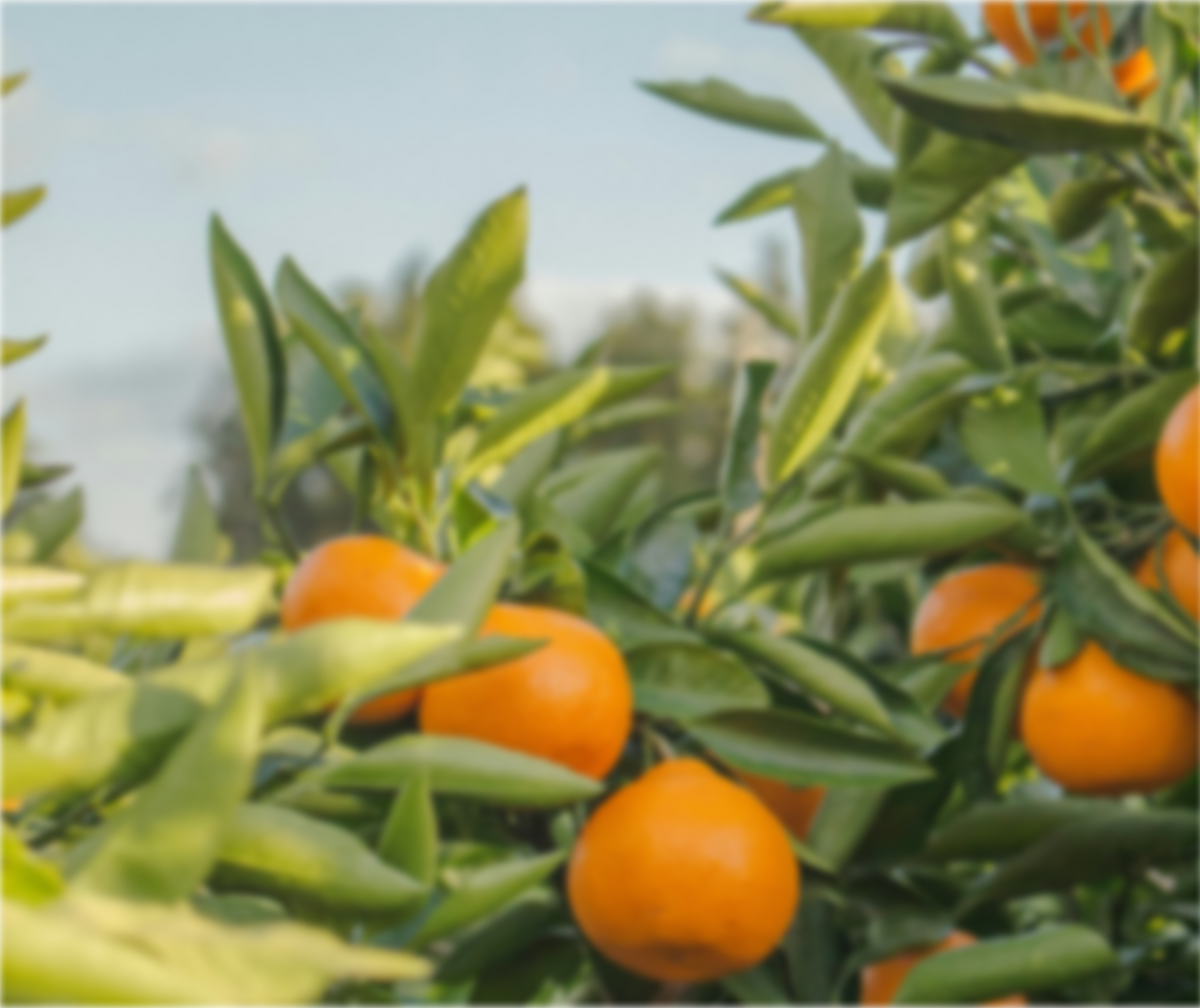 Organic Fruit & Vegetable Box | From Farmer To Your Door!